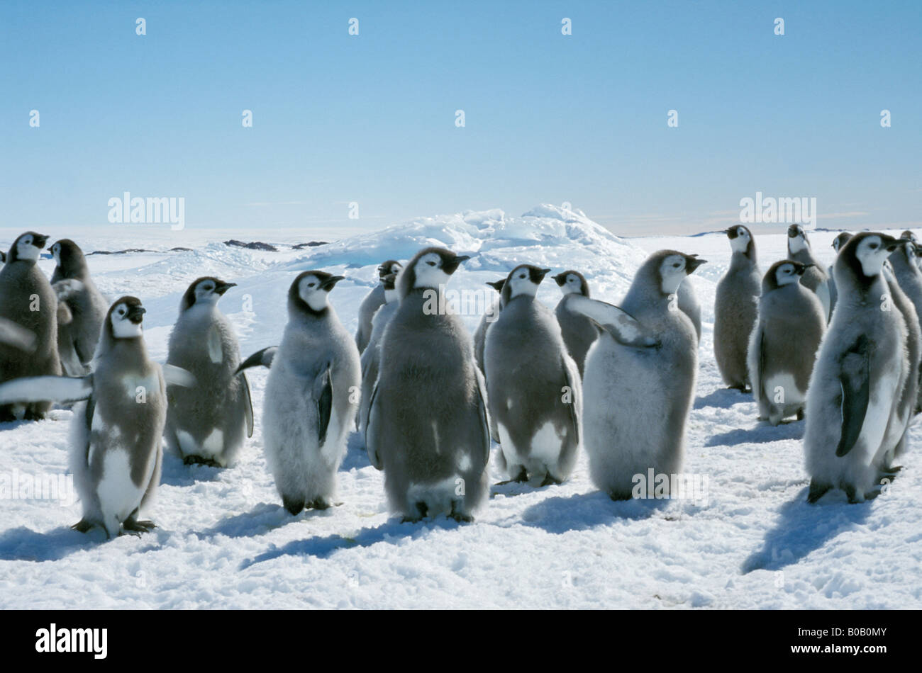 manchot empereur Kaiserpinguin Emperor Penguin Aptenodytes forsteri ...