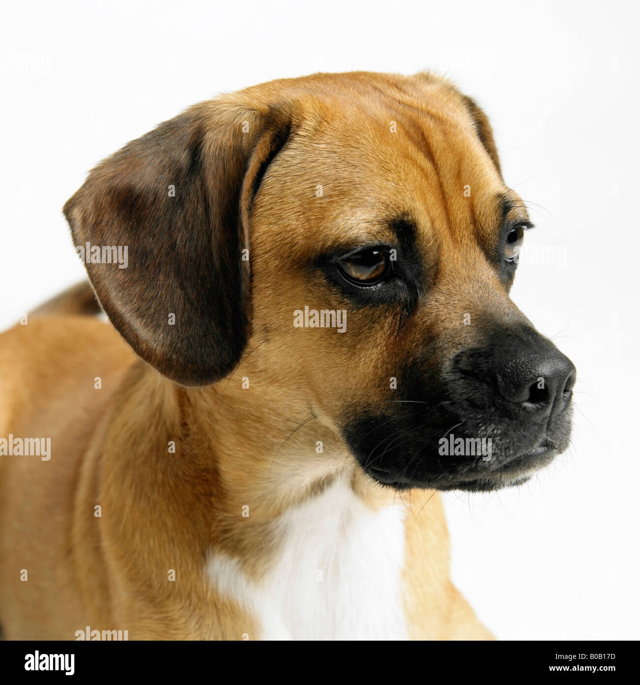 Left side of dog face hi-res stock photography and images - Alamy