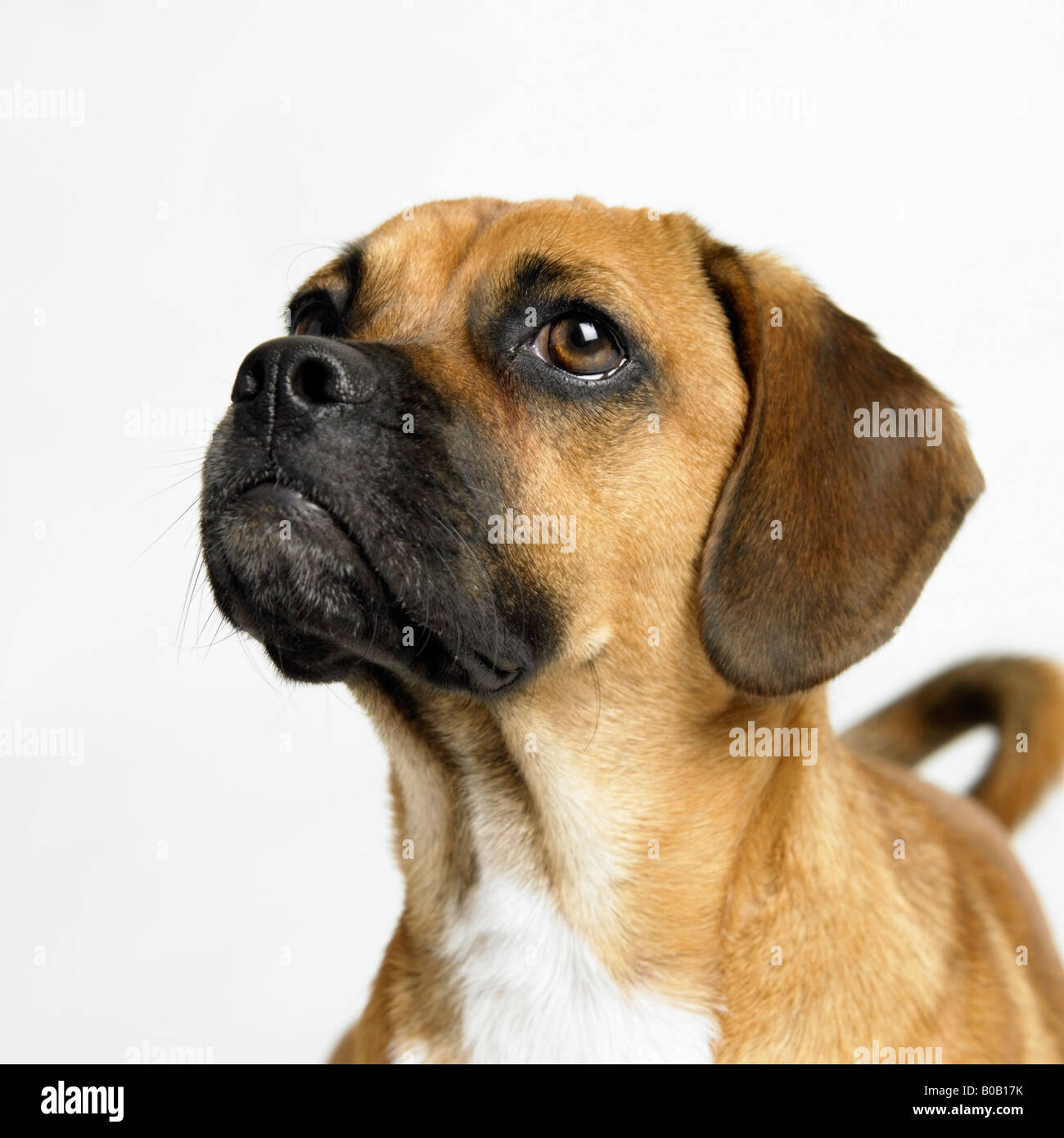 Left side of dog face hi-res stock photography and images - Alamy