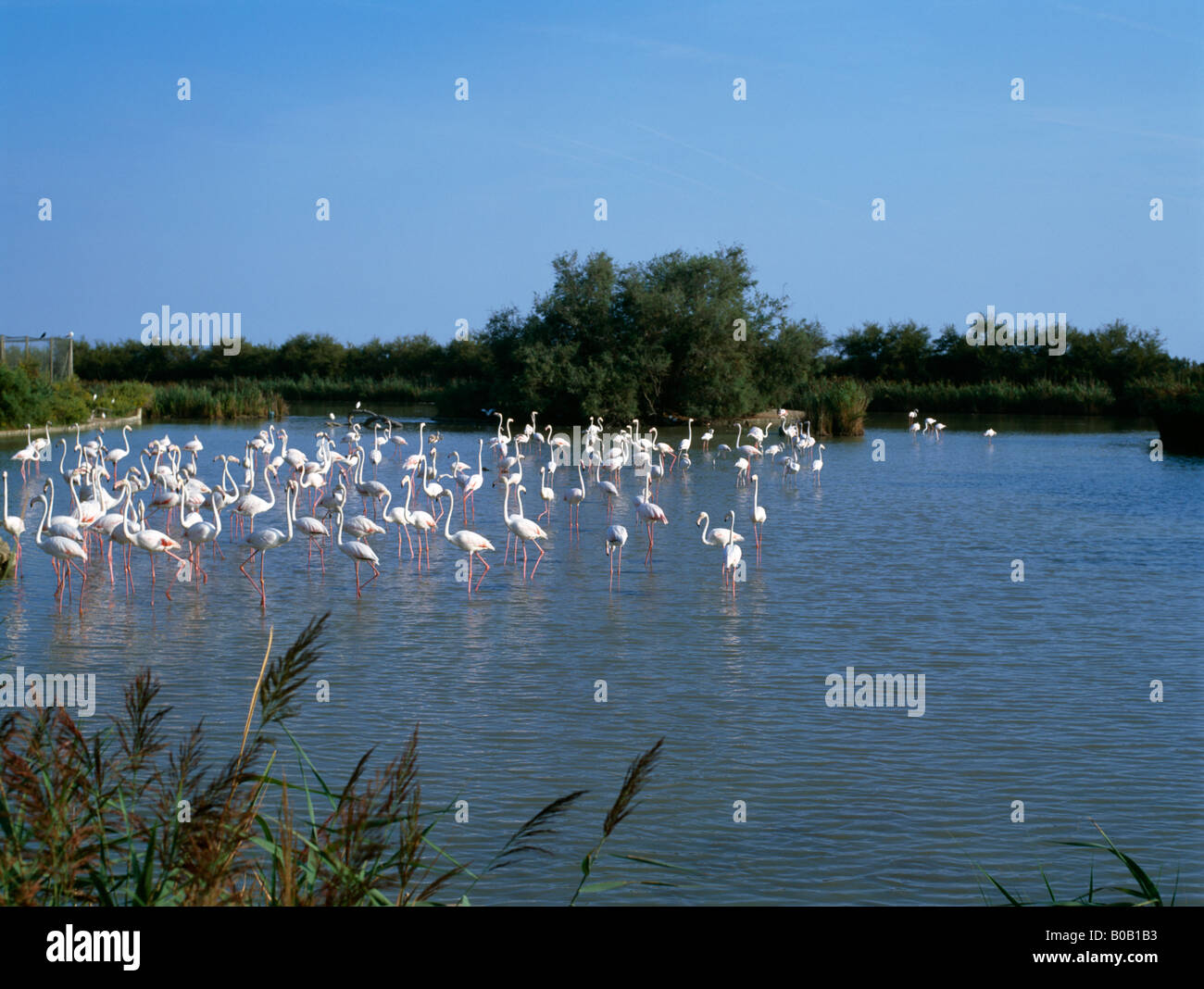 Camargue Provence France Flamingoes Wetlands Stock Photo - Alamy