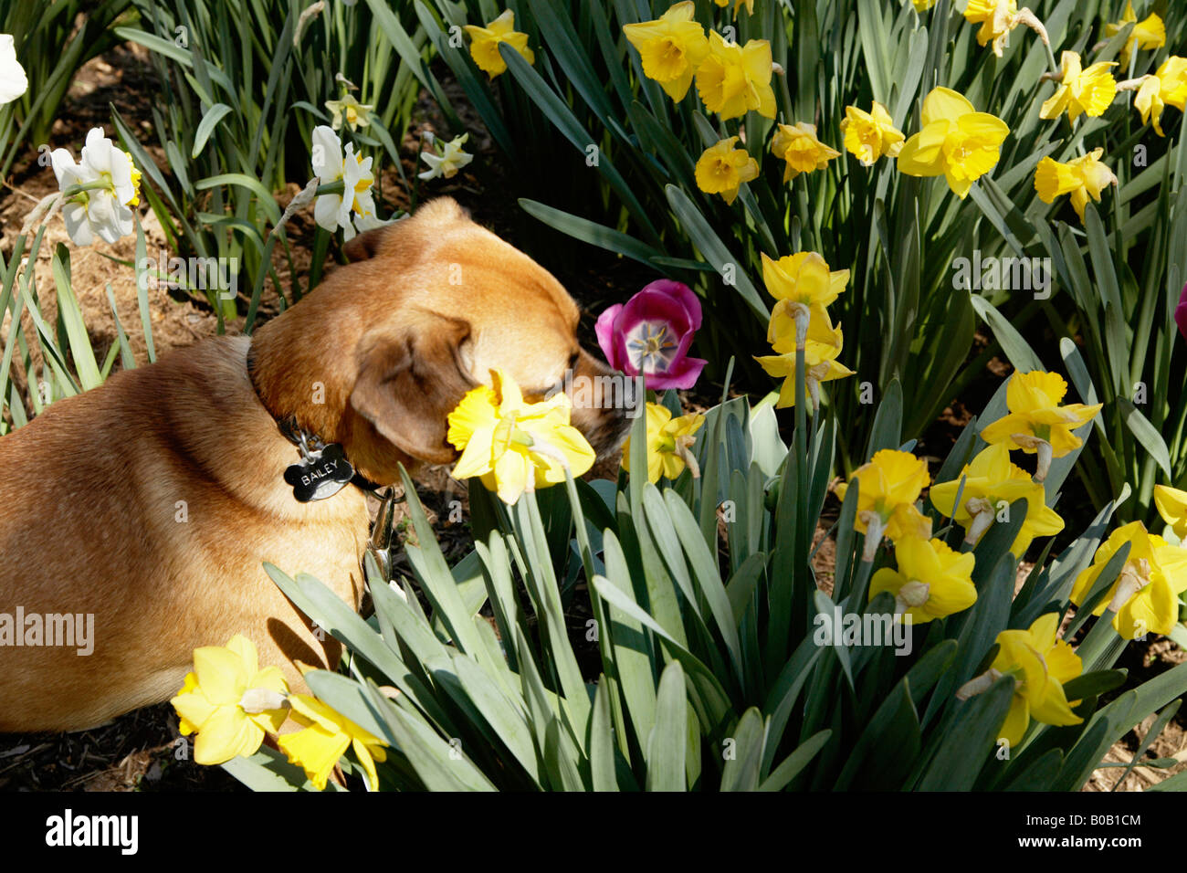 Dog smelling flowers Stock Photo - Alamy