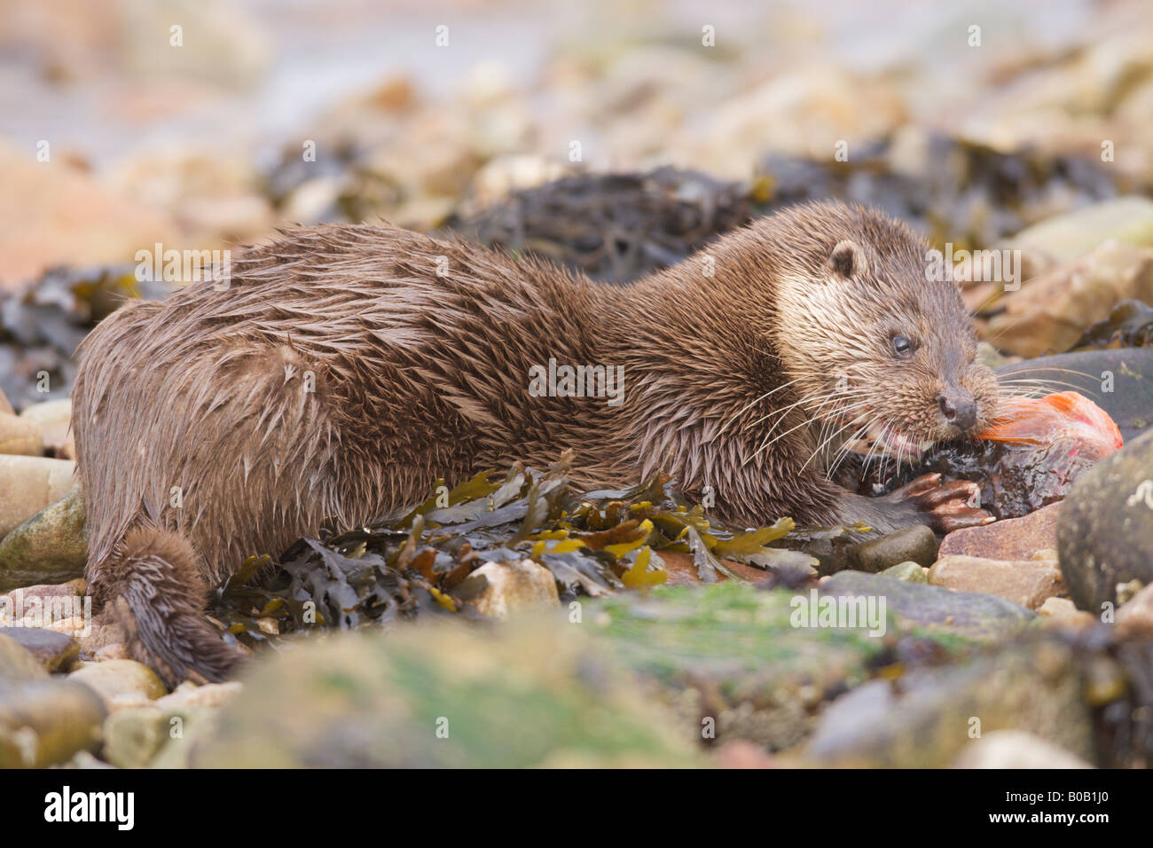 Sea otter teeth hi-res stock photography and images - Alamy