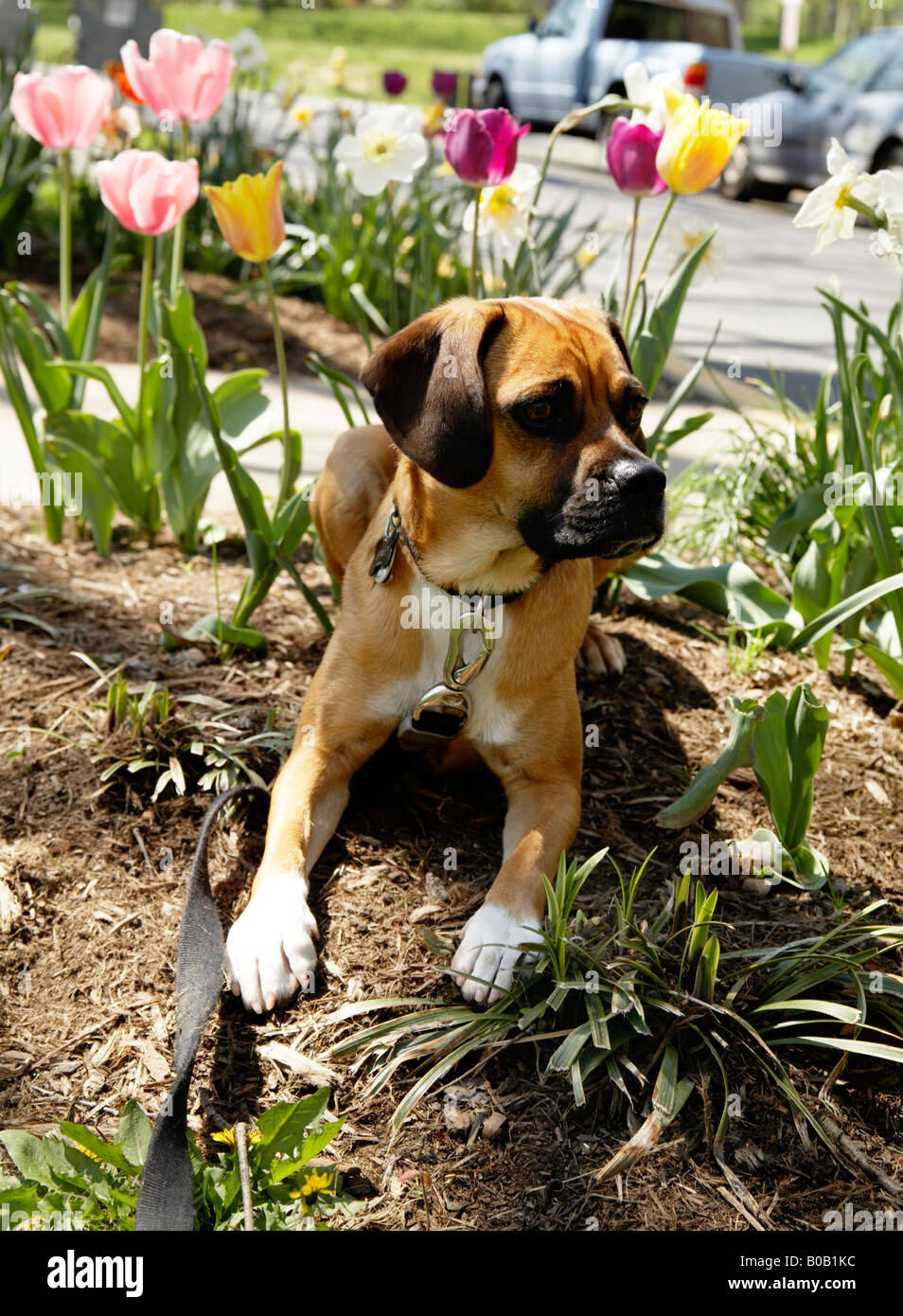 Dogs with flowers hi-res stock photography and images - Alamy