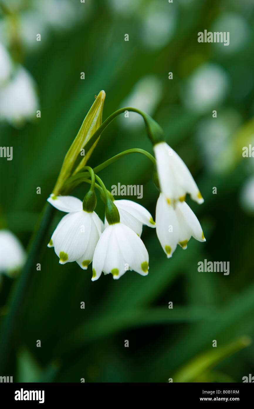Snowdrops in field Stock Photo - Alamy
