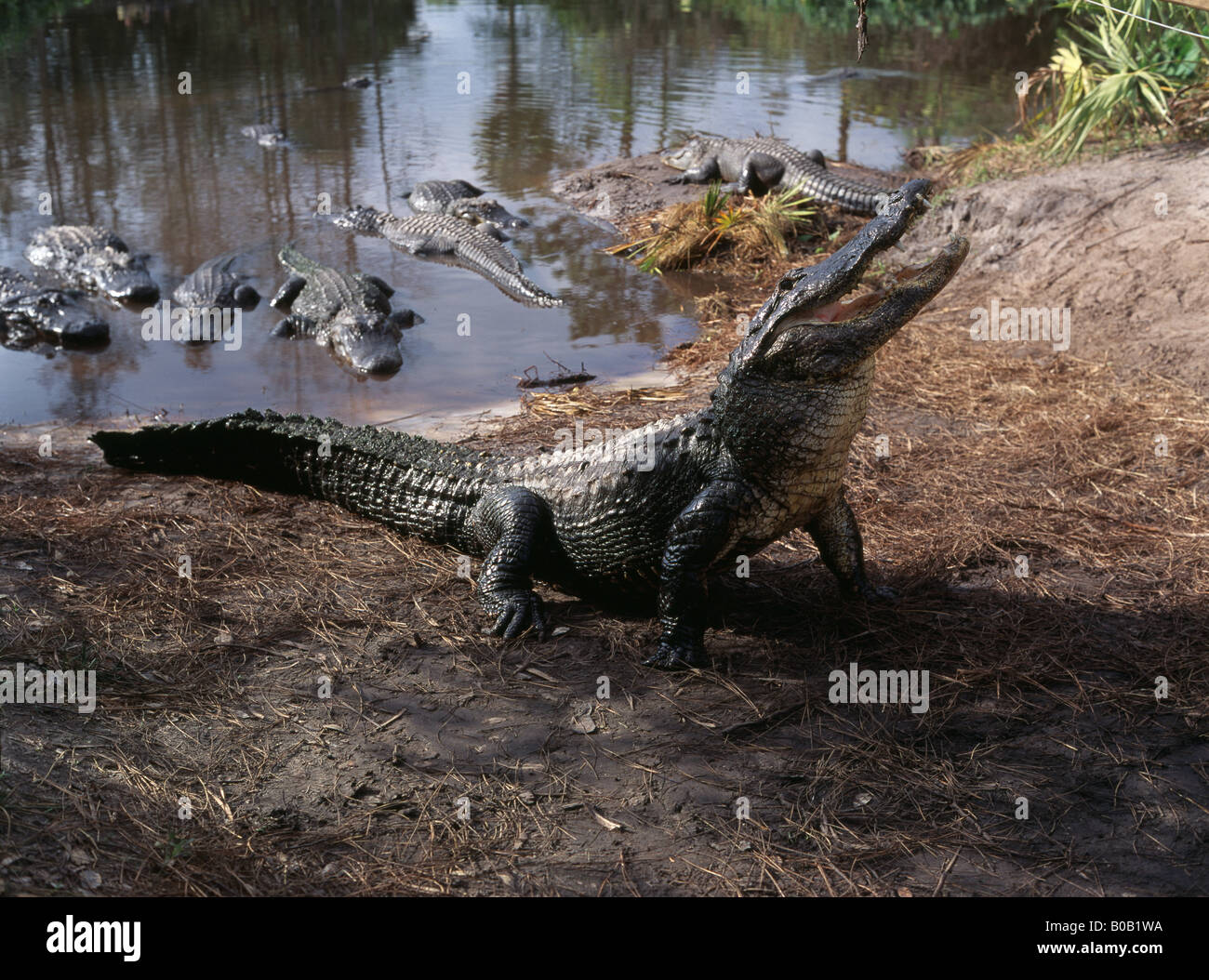 AMERICAN ALLIGATOR ALLIGATOR MISSISSIPPIENSIS GATORLAND ORLANDO FLORIDA ...