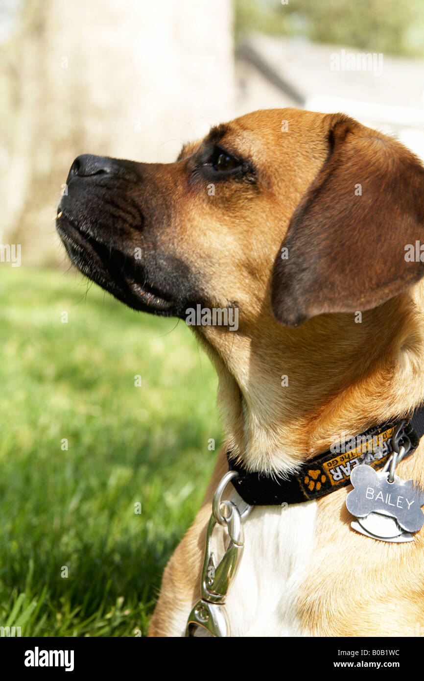 Side profile of k9 hi-res stock photography and images - Alamy