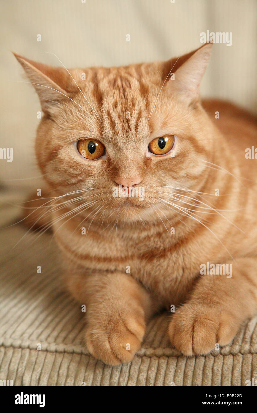 Ginger british shorthair cat Stock Photo - Alamy