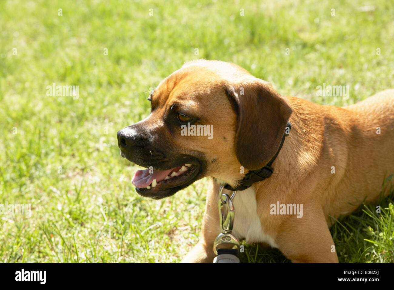 Dogs left outside hi-res stock photography and images - Alamy