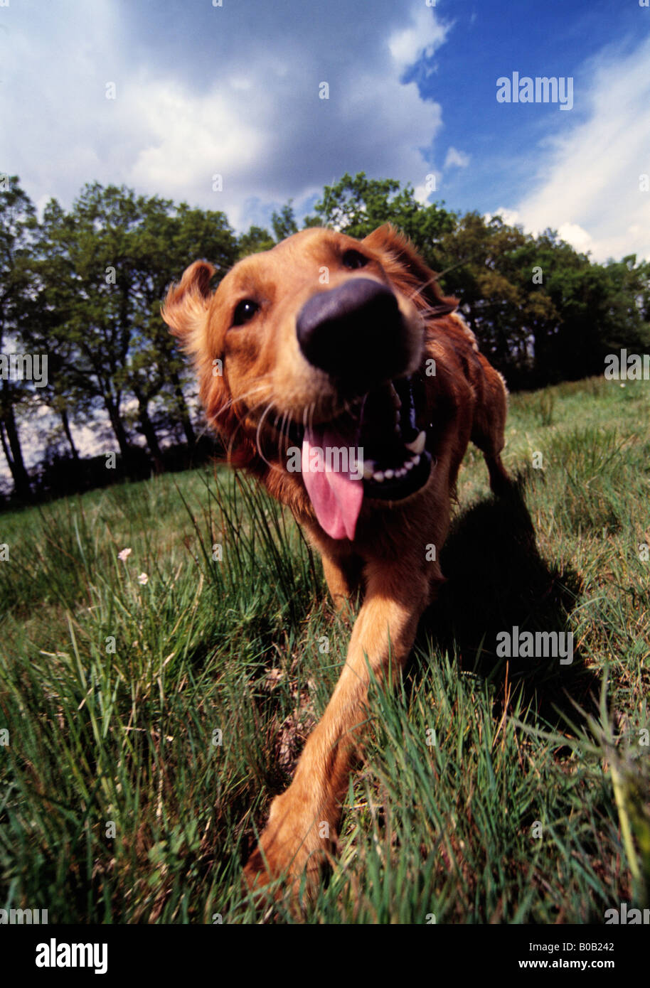dog running in field Stock Photo - Alamy