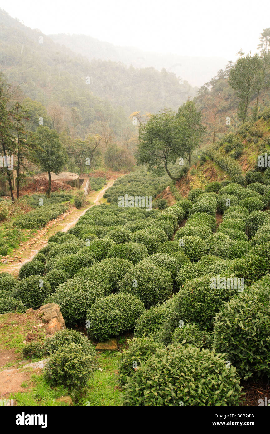 Dragon well hi-res stock photography and images - Alamy
