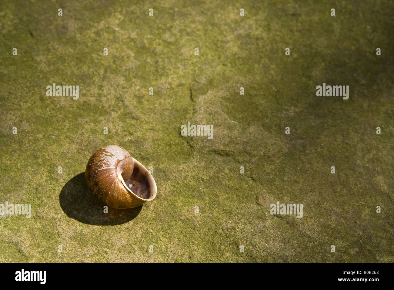 Empty snail shell hi-res stock photography and images - Alamy