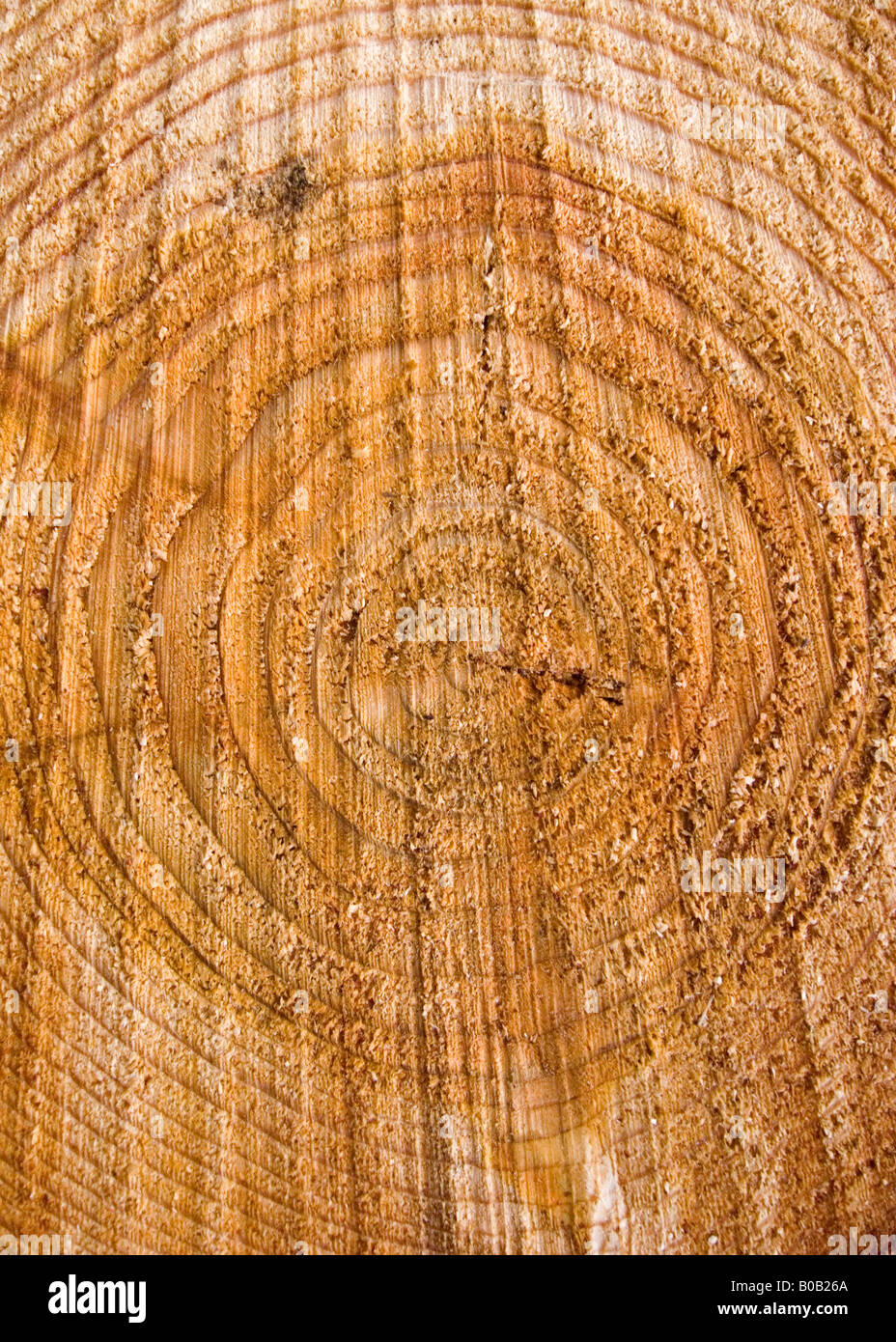 Sawn Tree Showing Tree Rings High Resolution Stock Photography and ...