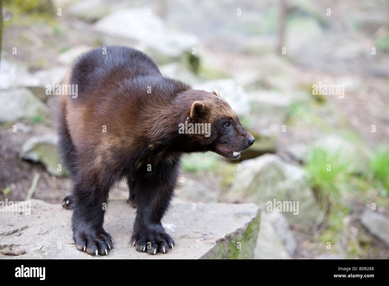Wolverine zoo weasel hi-res stock photography and images - Alamy