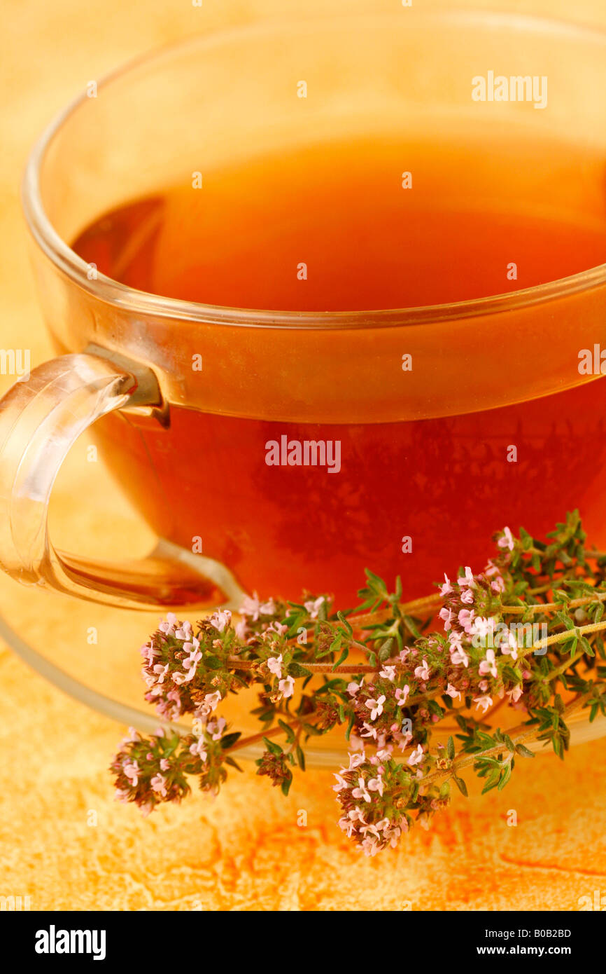 Thyme infusion Thymus vulgaris Stock Photo - Alamy