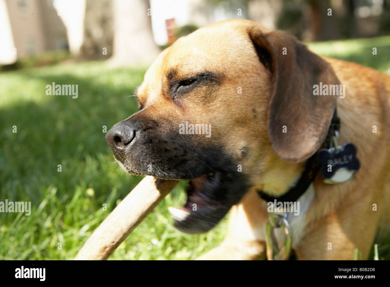 Pup playing with stick of wood hi-res stock photography and images - Alamy