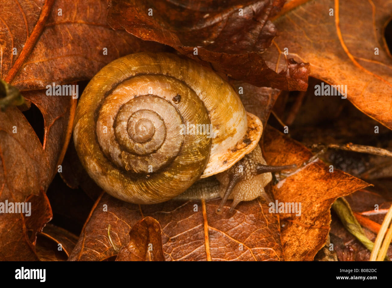 USA; Great Smoky Mountain NP; Snail in the Great Smoky MountainsNP ...