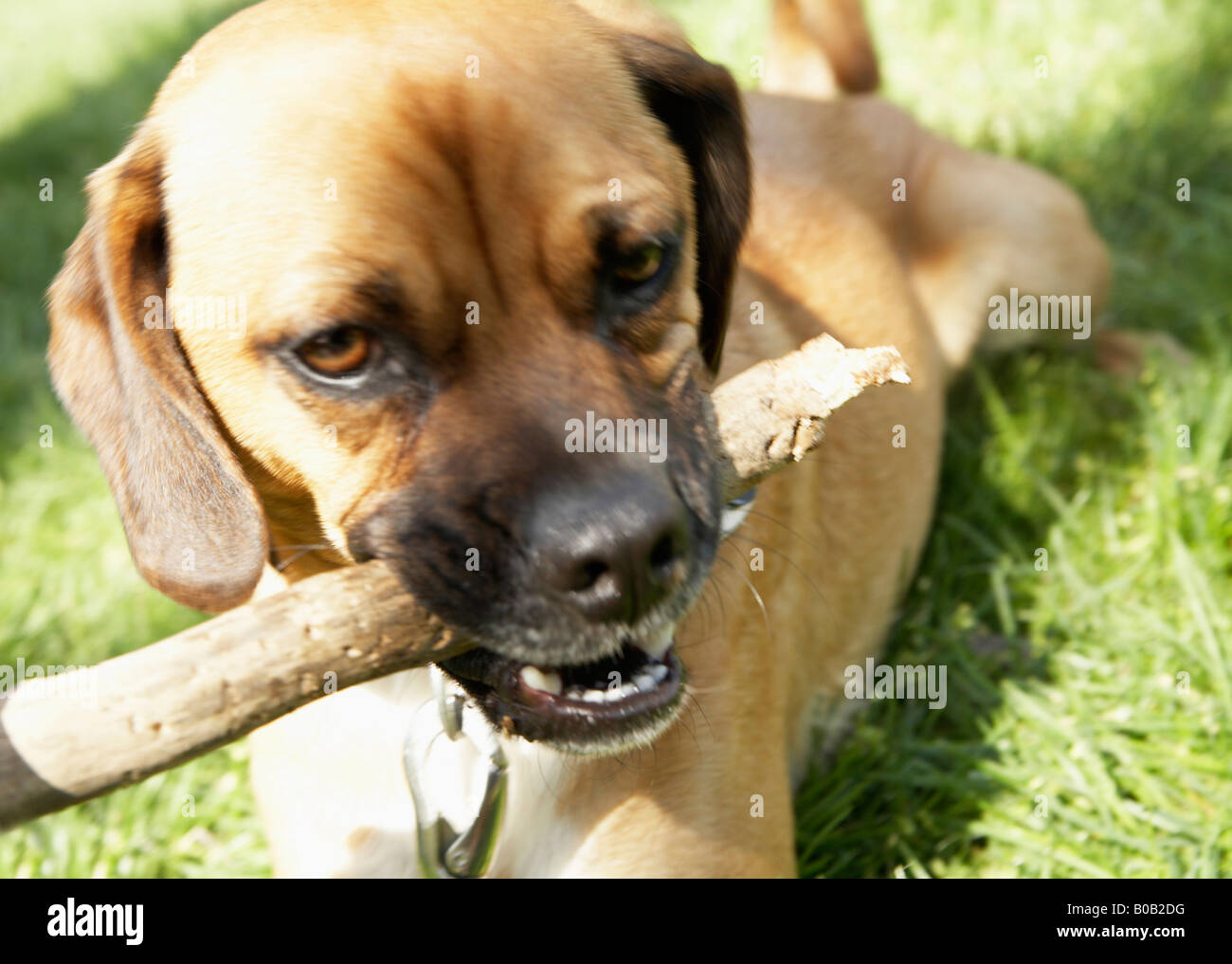 Dog playing with stick Stock Photo - Alamy