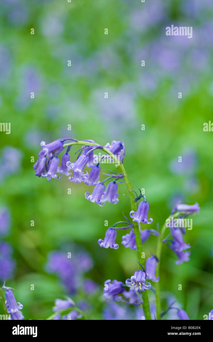 A close-up of a single bluebell (Hyacinthoides non-scripta), Essex, UK ...
