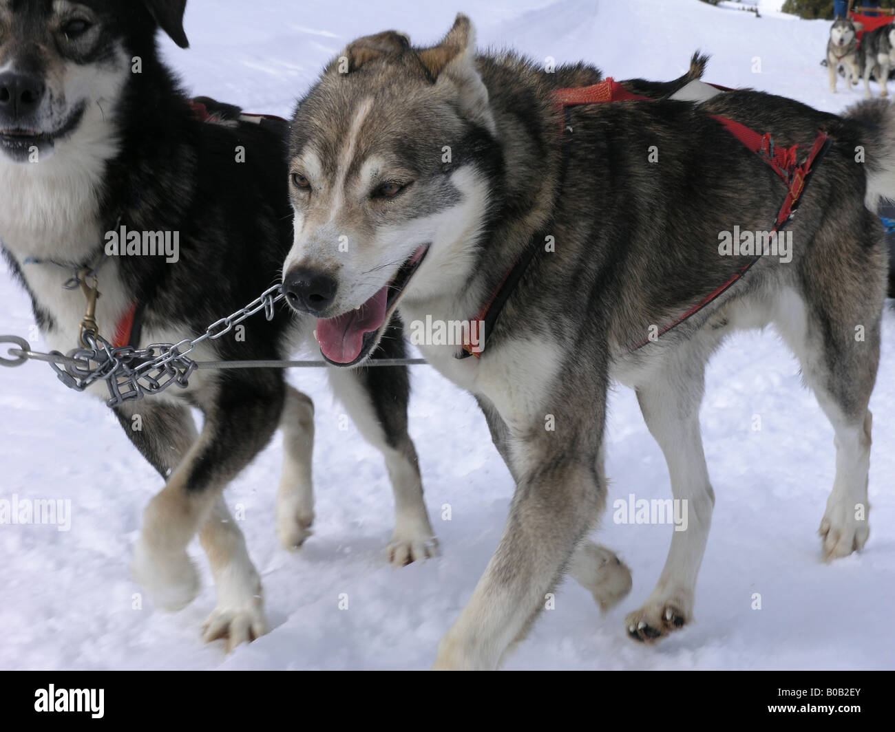 Andorra snow dog hi-res stock photography and images - Alamy