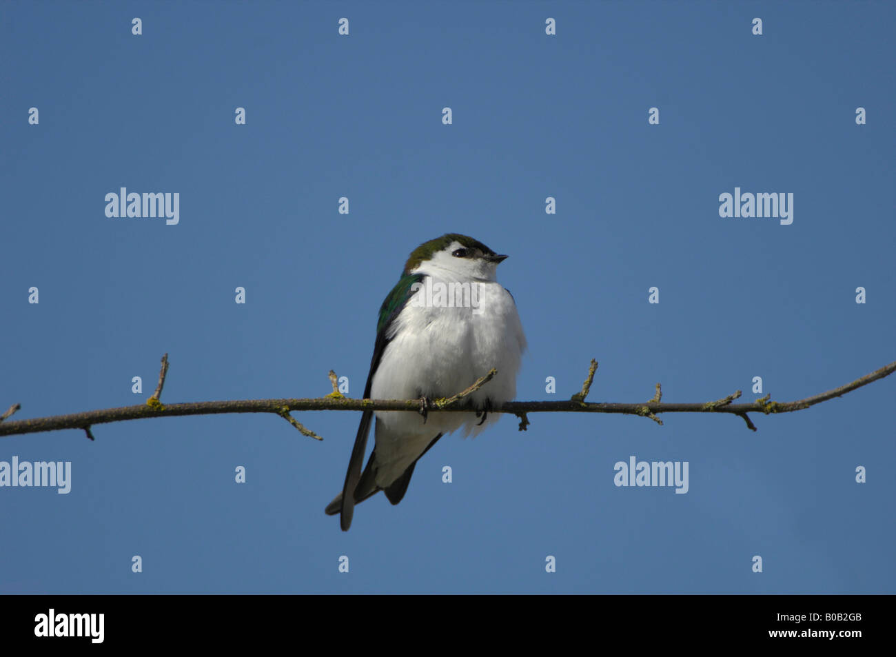 Violet green Swallow (Tachycineta thalassina) British Columbia Canada ...