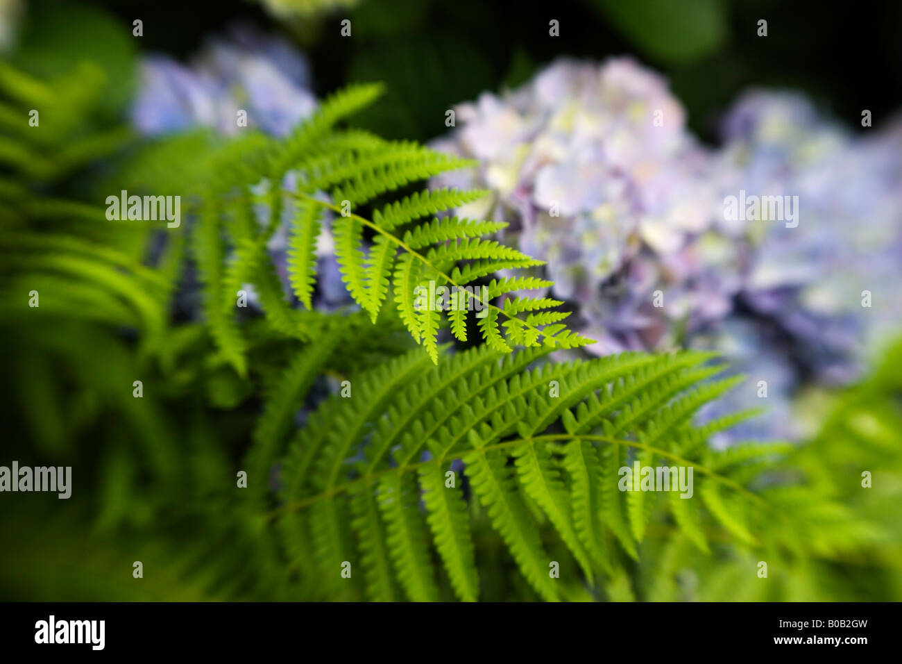 USA; Georgia; Ferns and hydrangea in a Savannah garden in spring Stock ...
