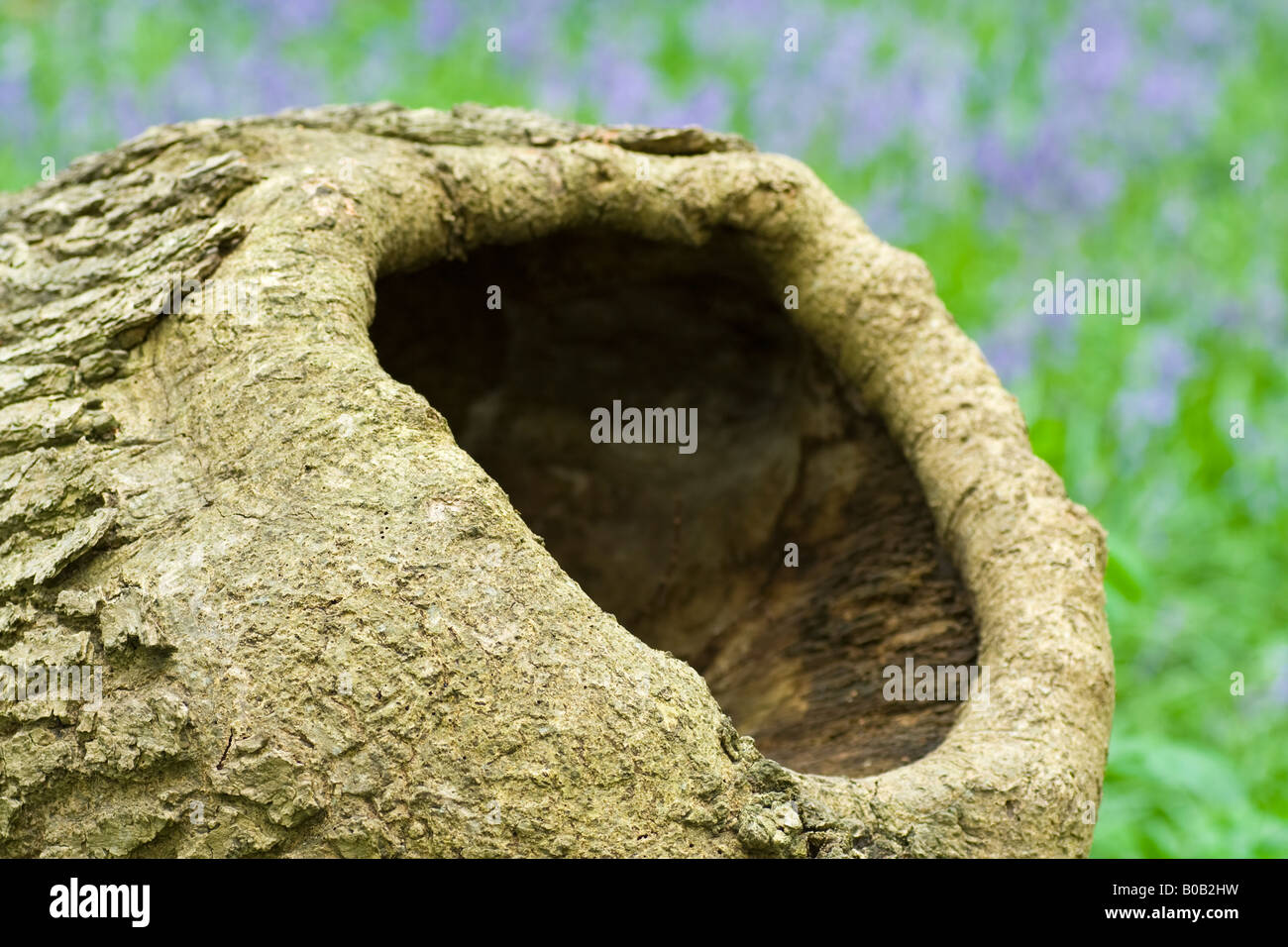 Hollow logs hi-res stock photography and images - Alamy