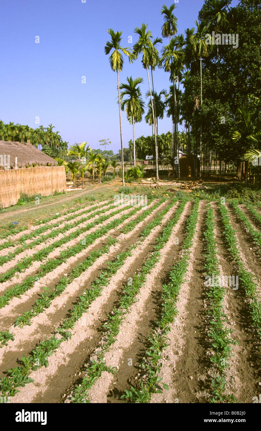 India West Bengal Madarihat field of potatoes Stock Photo - Alamy
