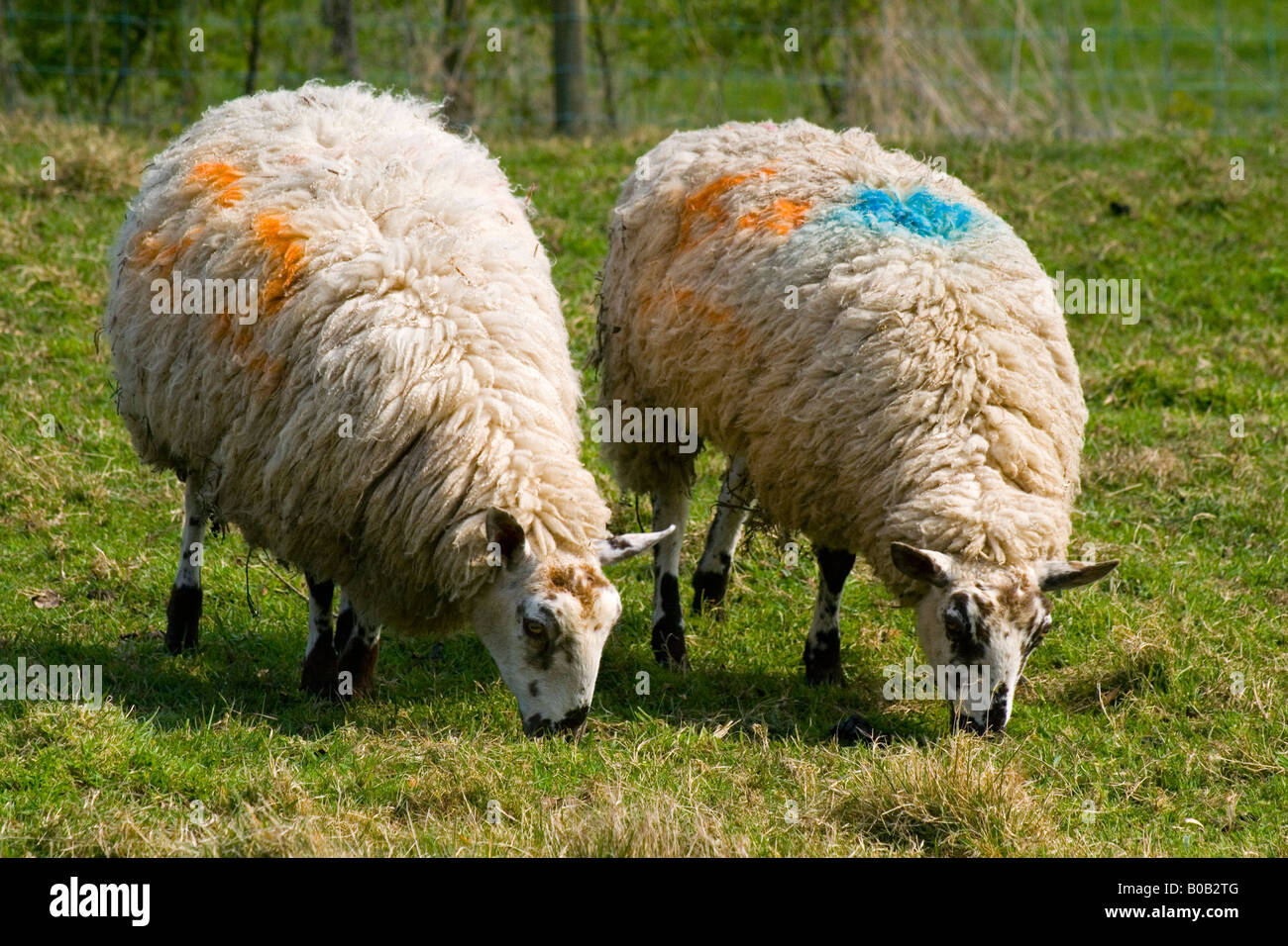 Two sheep grass hi-res stock photography and images - Alamy