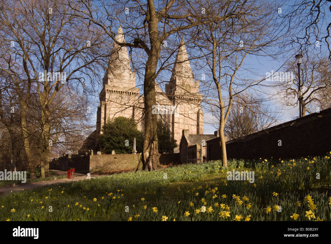 St Machar's Cathedral from Seaton Park with Daffodils in the Foreground ...
