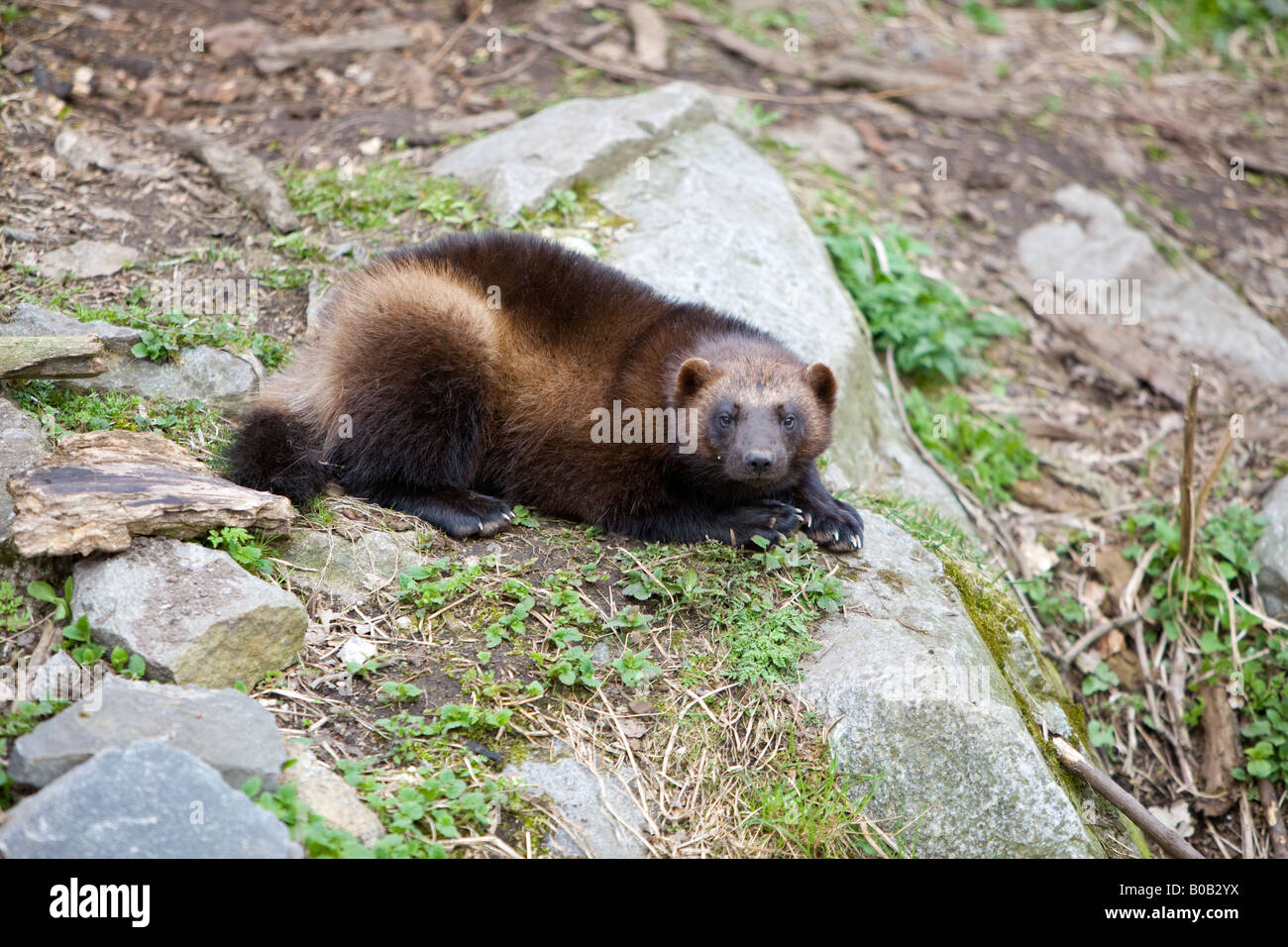 Wolverine snow hi-res stock photography and images - Alamy