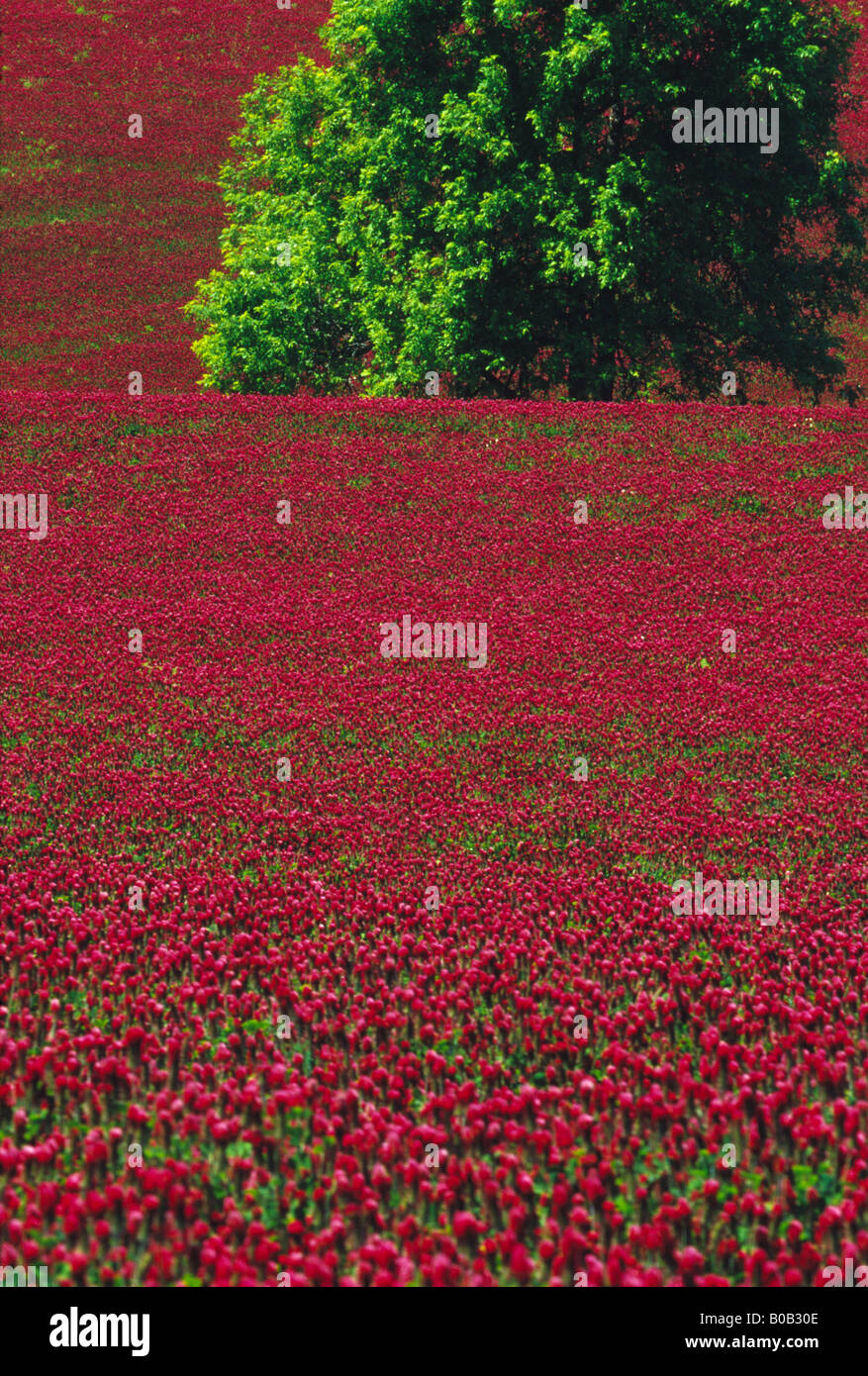 NA, USA, Oregon. Field of crimson clover near Wilsonville Stock Photo ...