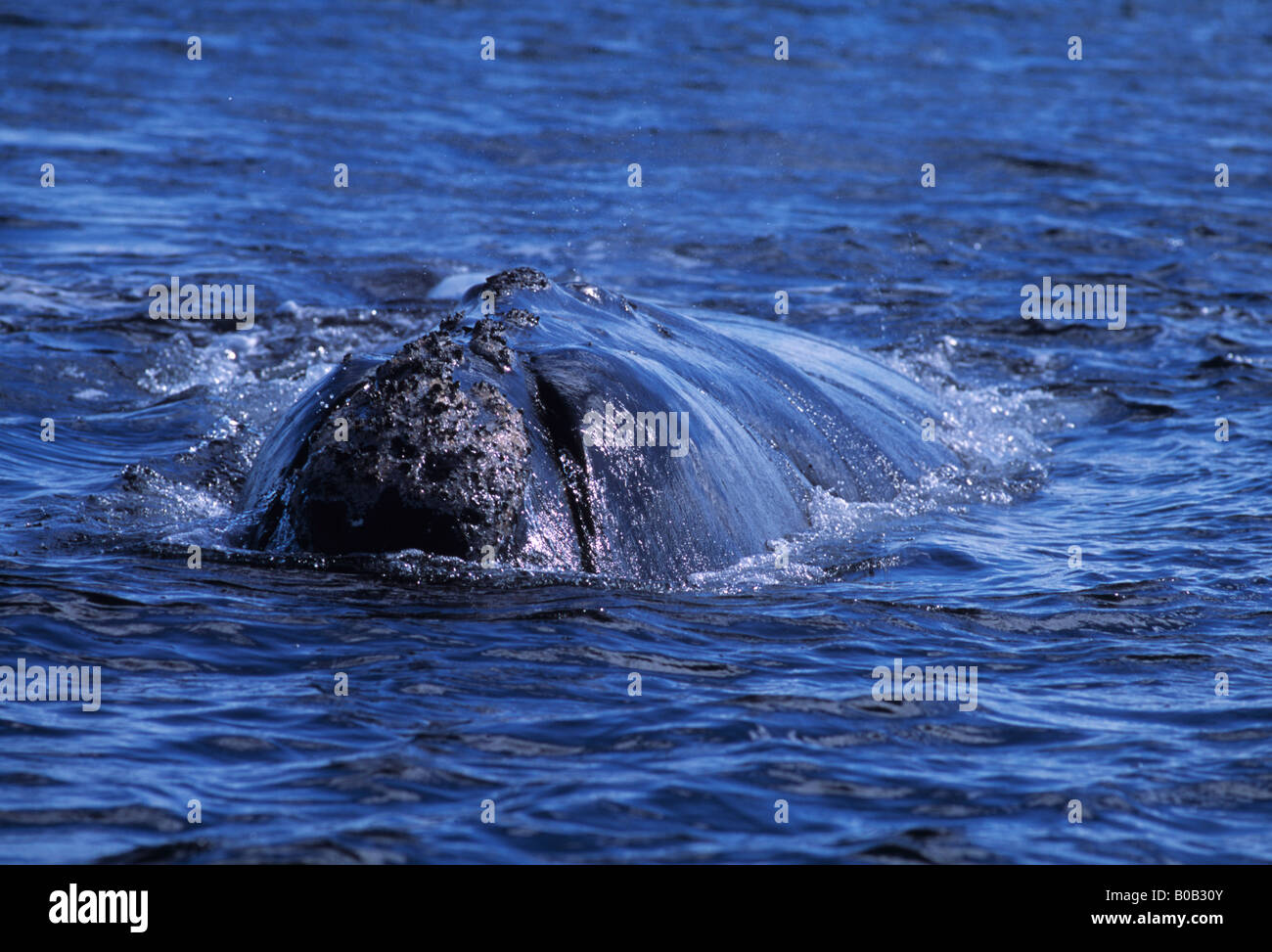 Big wale hi-res stock photography and images - Alamy