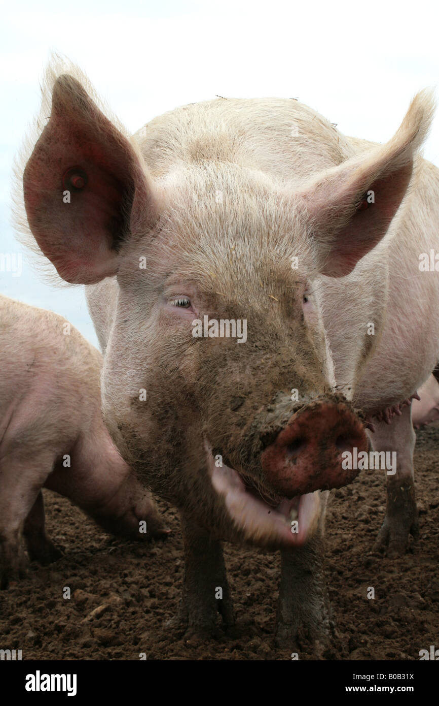 Pig in mud Stock Photo - Alamy
