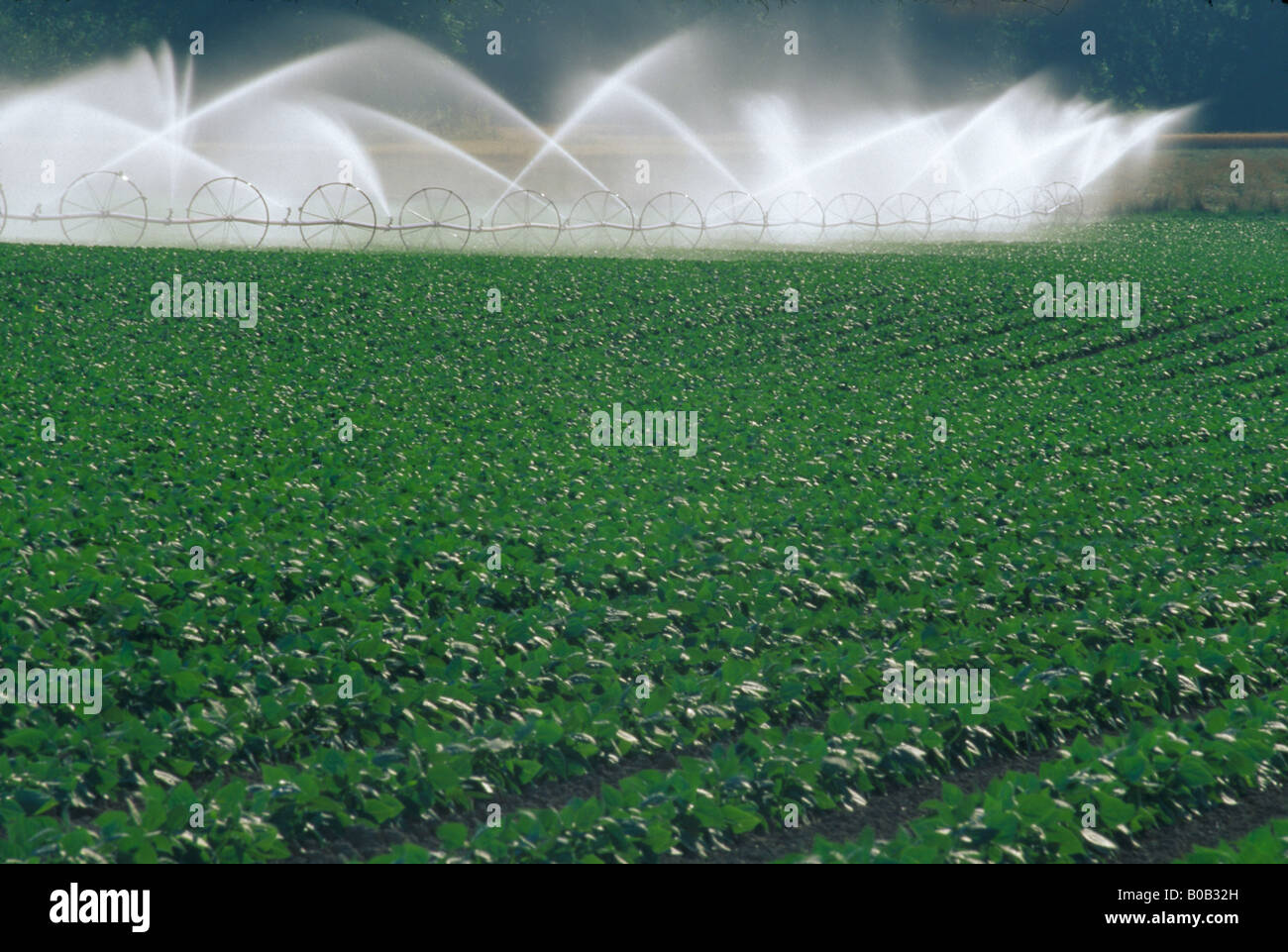 NA, USA, Oregon. Sprinkler system in crop Stock Photo - Alamy