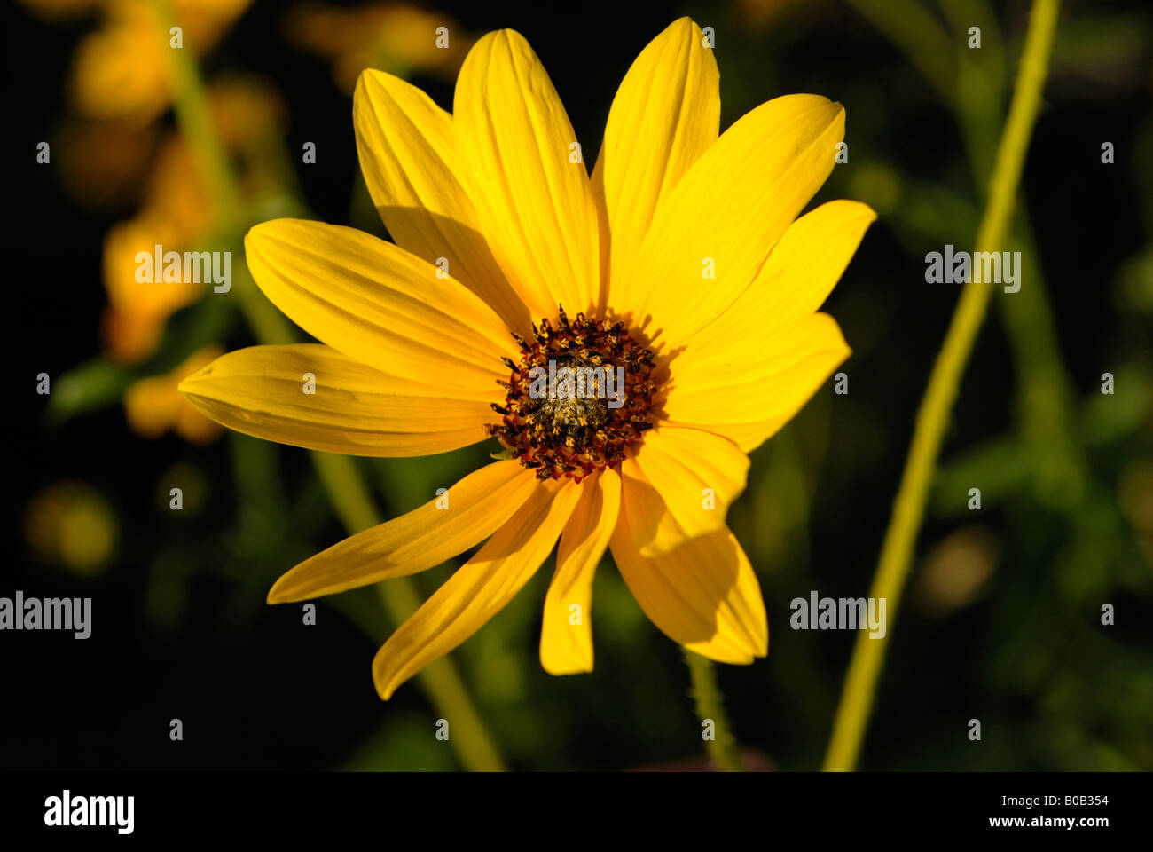 Sun flower on a meadow in the Chaco National Park New Mexico USA Stock ...