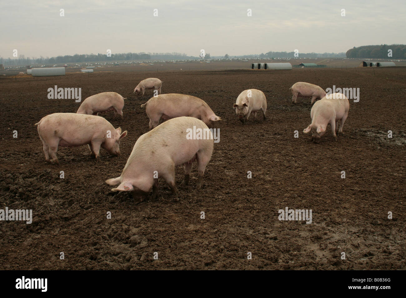 Pigs in mud Stock Photo - Alamy