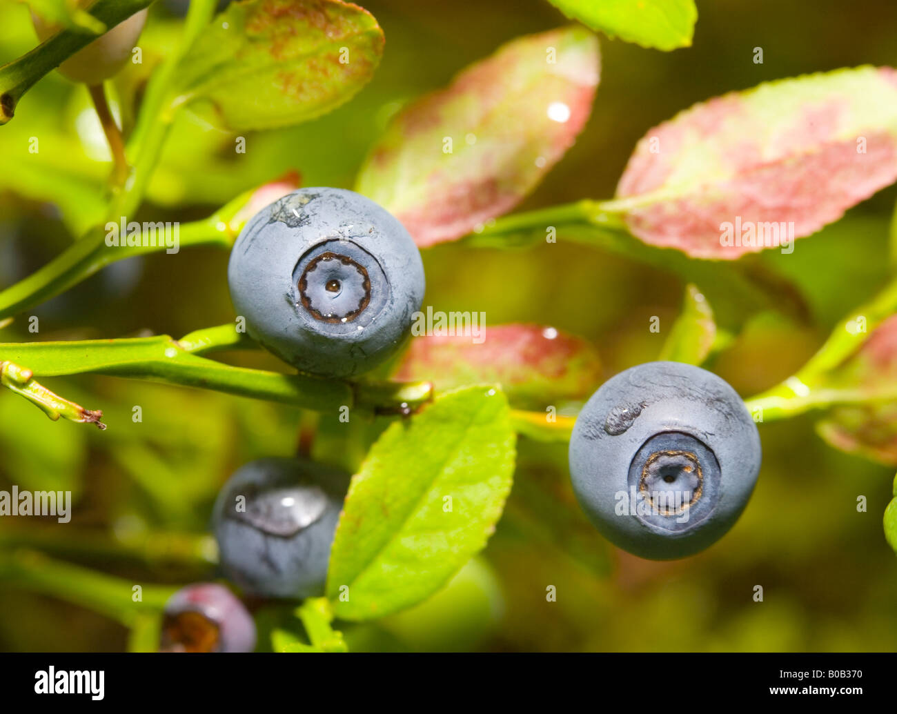 the berry of blueberry on bush macro Stock Photo - Alamy