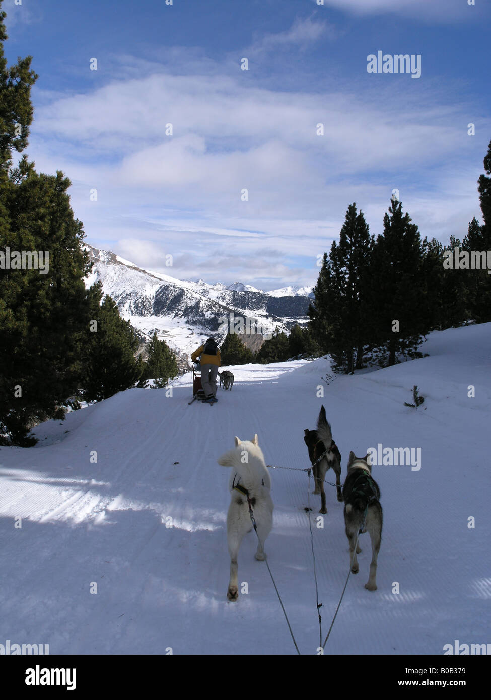 Sled dog race Andorra Pyrenees Stock Photo - Alamy