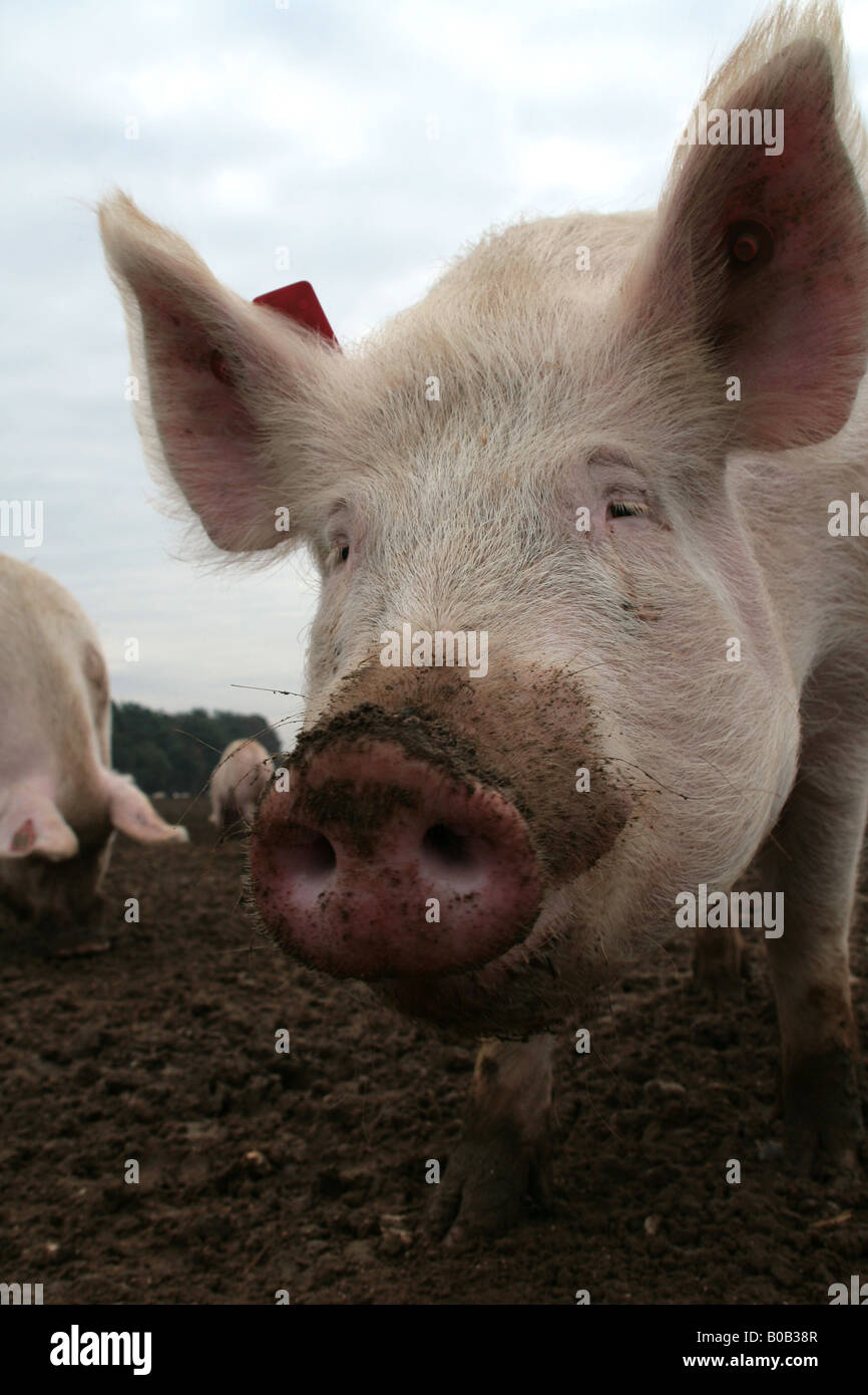 Pig in mud Stock Photo - Alamy