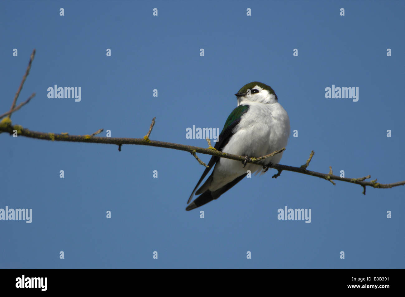 Violet green swallow bird hi-res stock photography and images - Alamy