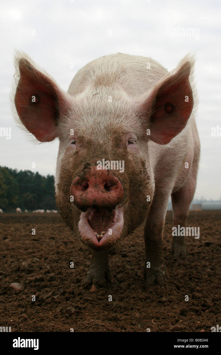 Pig in mud Stock Photo - Alamy