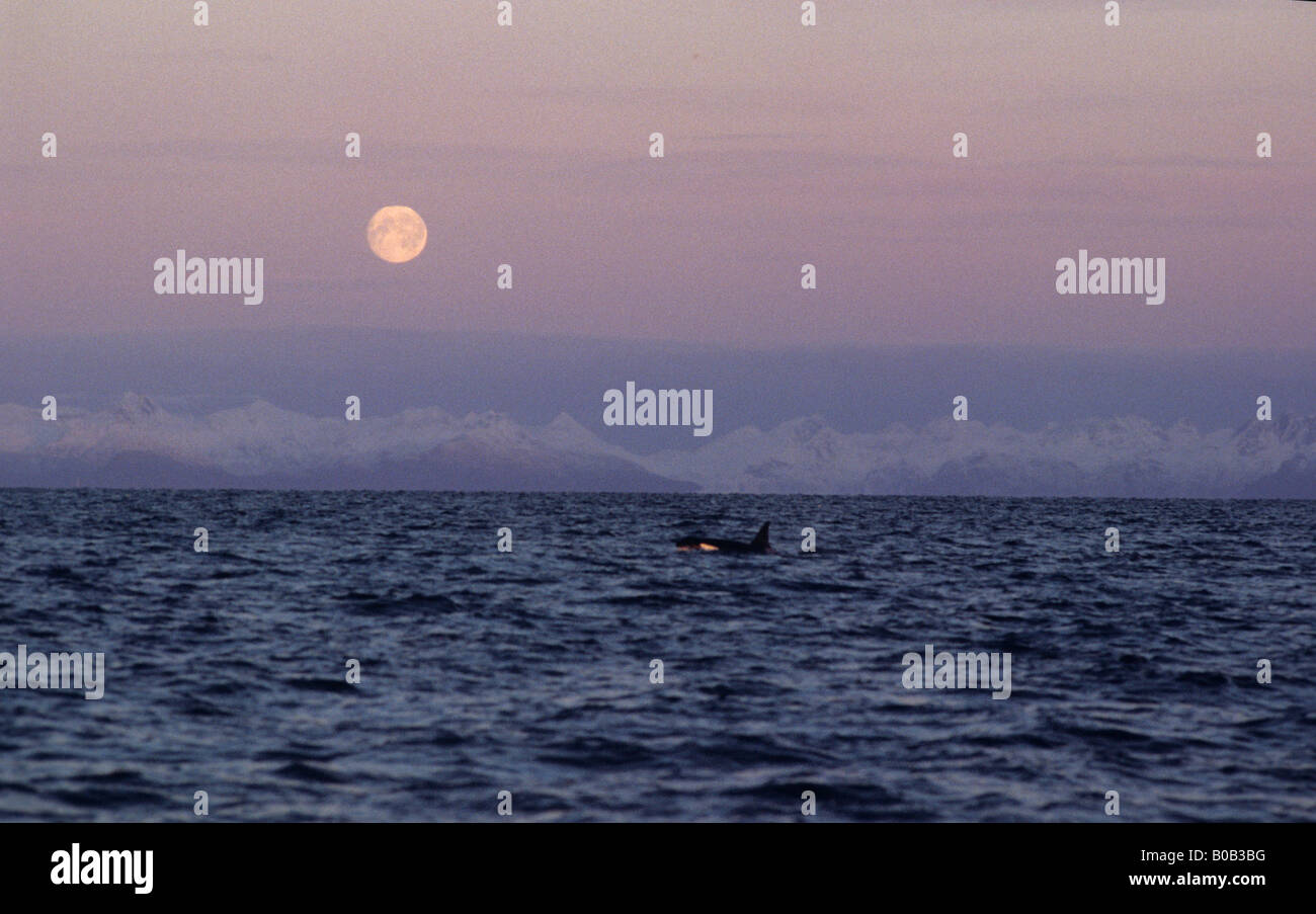 Moon sea whale hi-res stock photography and images - Alamy