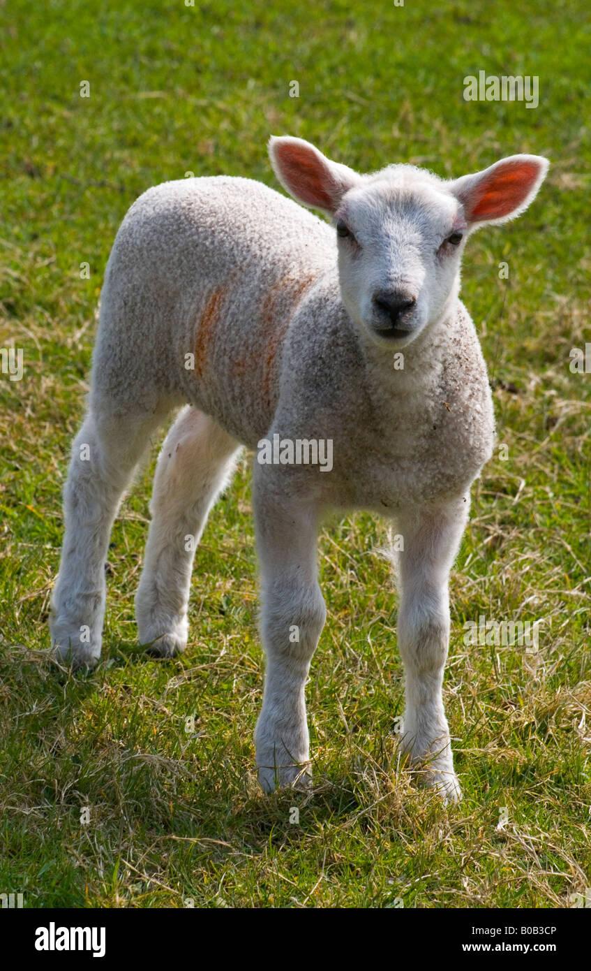 New born lamb standing up on grass in spring sunshine North Wales UK ...