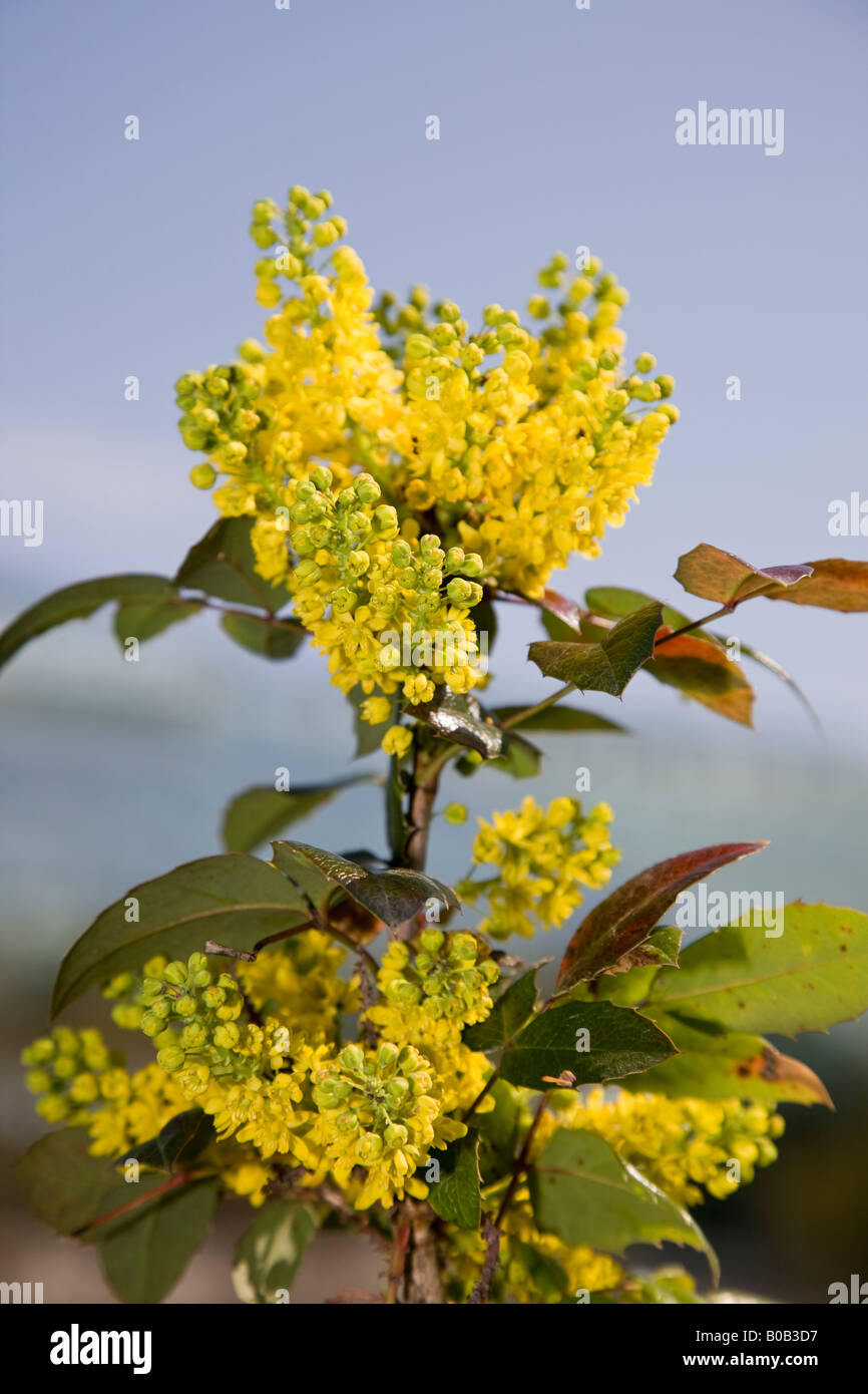 Mahonia mahonia aquifolium hi-res stock photography and images - Alamy