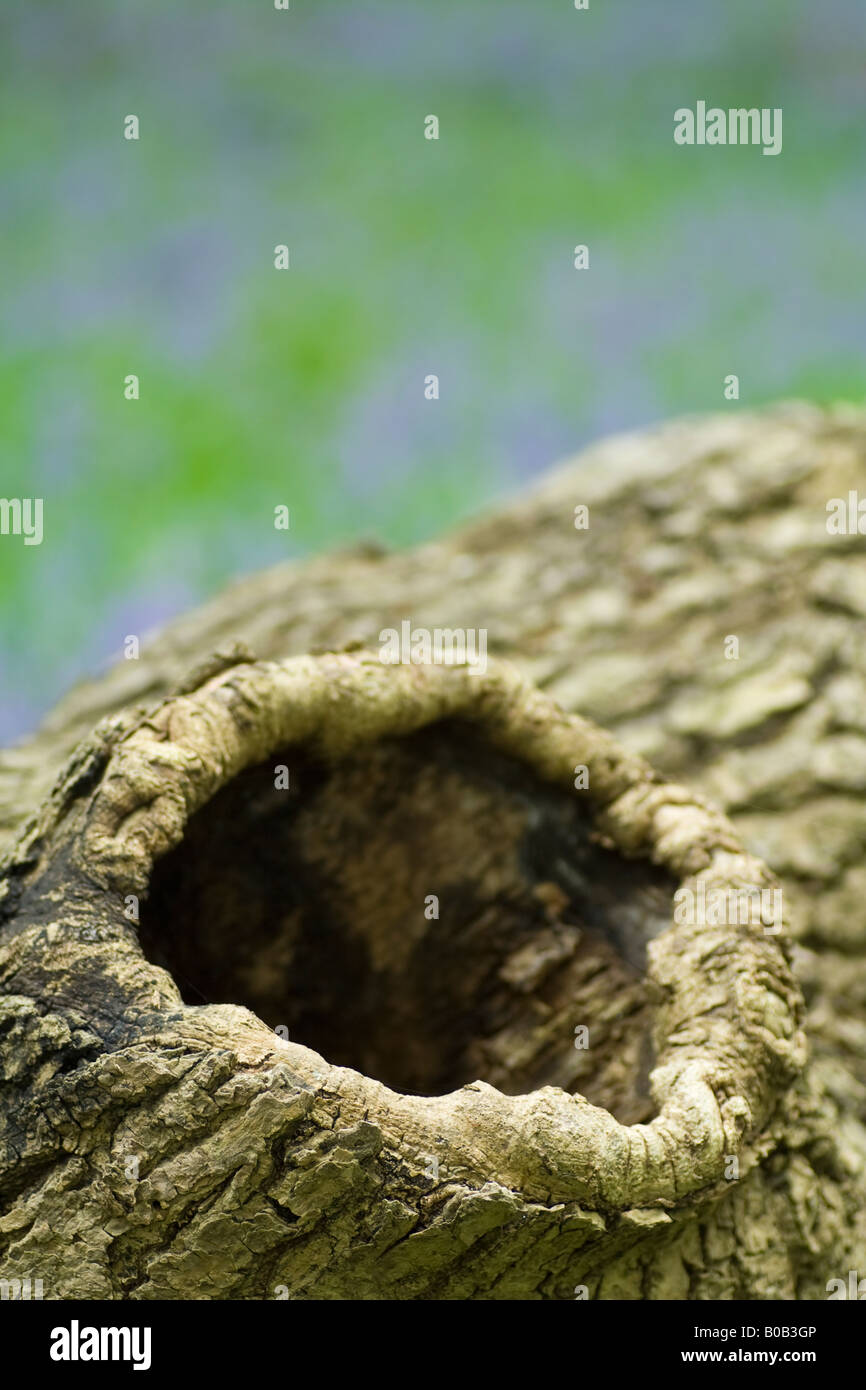 Hollow logs hi-res stock photography and images - Alamy