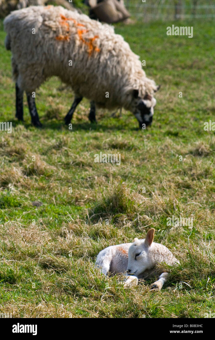 New born Welsh lamb lying in grass in spring sunshine North Wales UK ...