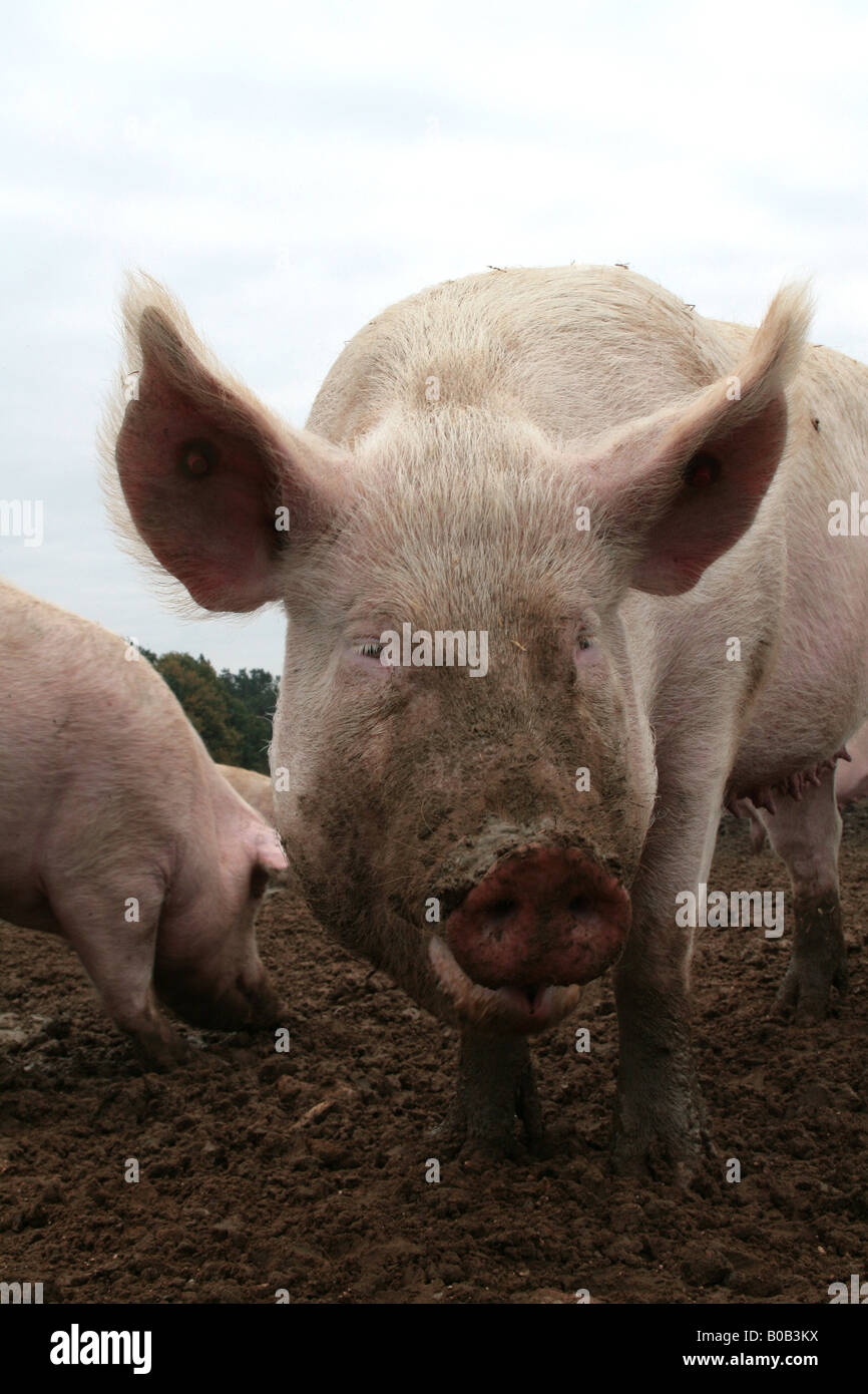 Pig in mud Stock Photo - Alamy