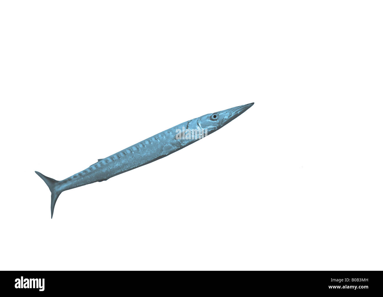 Sphyraena viridensis Yellowmouth Barracuda Fish Atlantic Ocean Canary ...