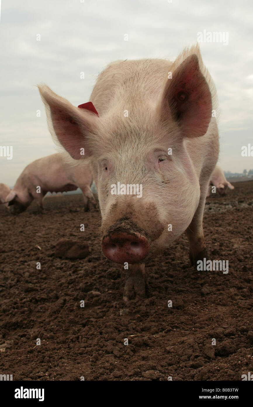 Pig in mud Stock Photo - Alamy