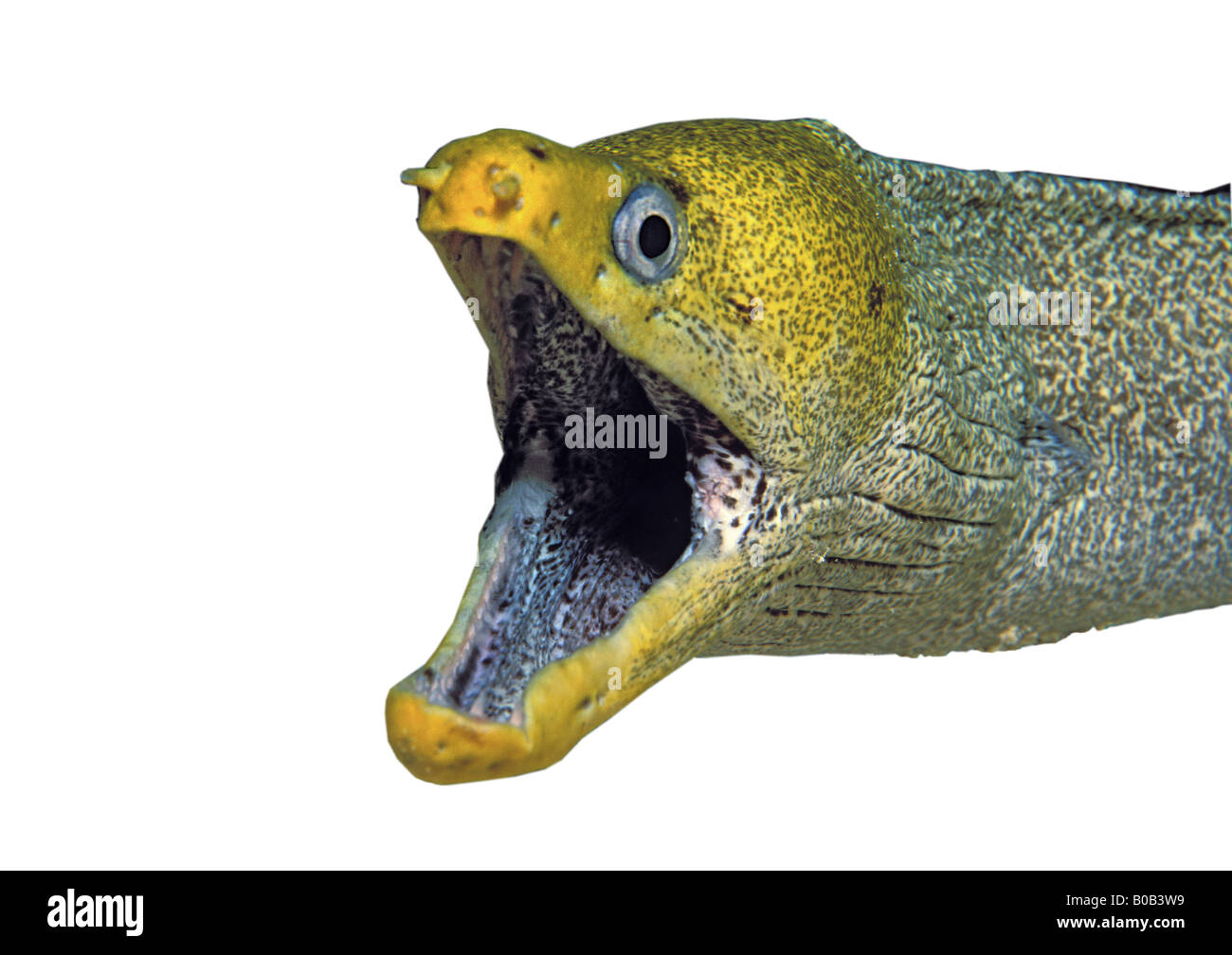 Gymnothorax undulatus Undulated moray Fish Yucatan Mexico Atlantic ...